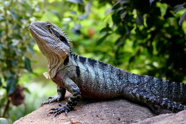 Australian Water Dragon stock image. Image of dragon, rocks - 84745