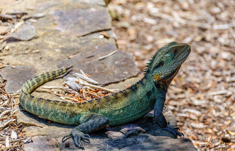 Australian Water Dragon, Australia`s Largest Dragon Lizard Stock Image ...