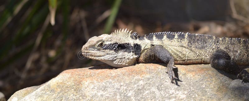 Australian Water Dragon on Rock Stock Image - Image of lizard ...