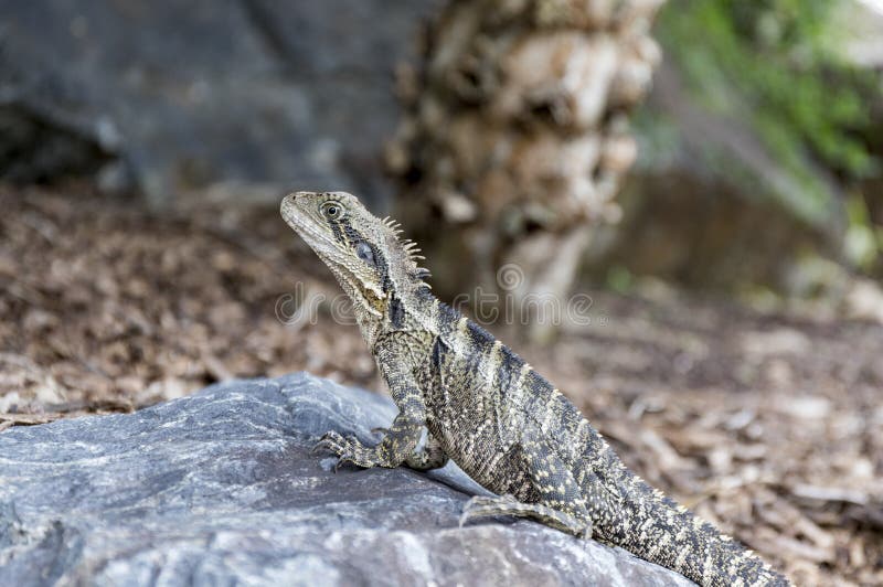 Australian Water Dragon Sits on a Rock, Basking in the Sun Stock Photo ...