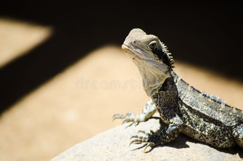 Australian Water Dragon Standing and Raise Its Head on the Rock. Stock ...