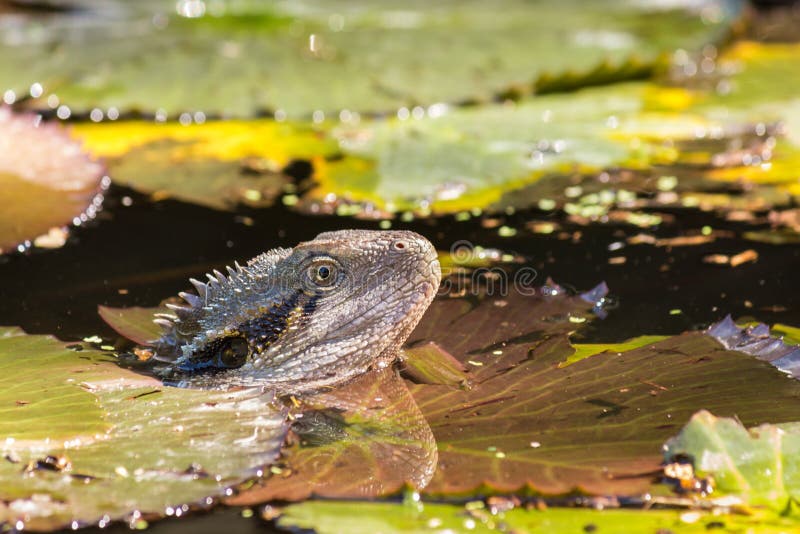 Australian Water Dragon Swimming in Pond Stock Photo - Image of reptile ...