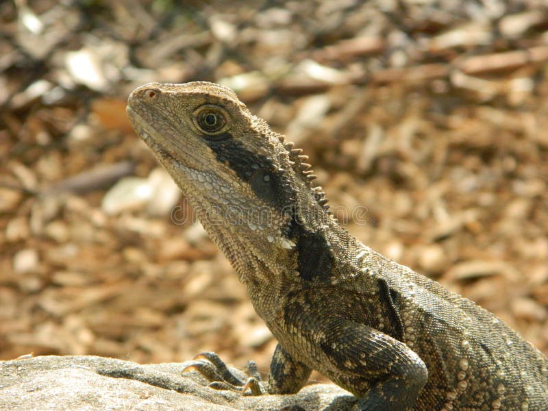 The Australian lizard. stock photo. Image of reptile - 24050004