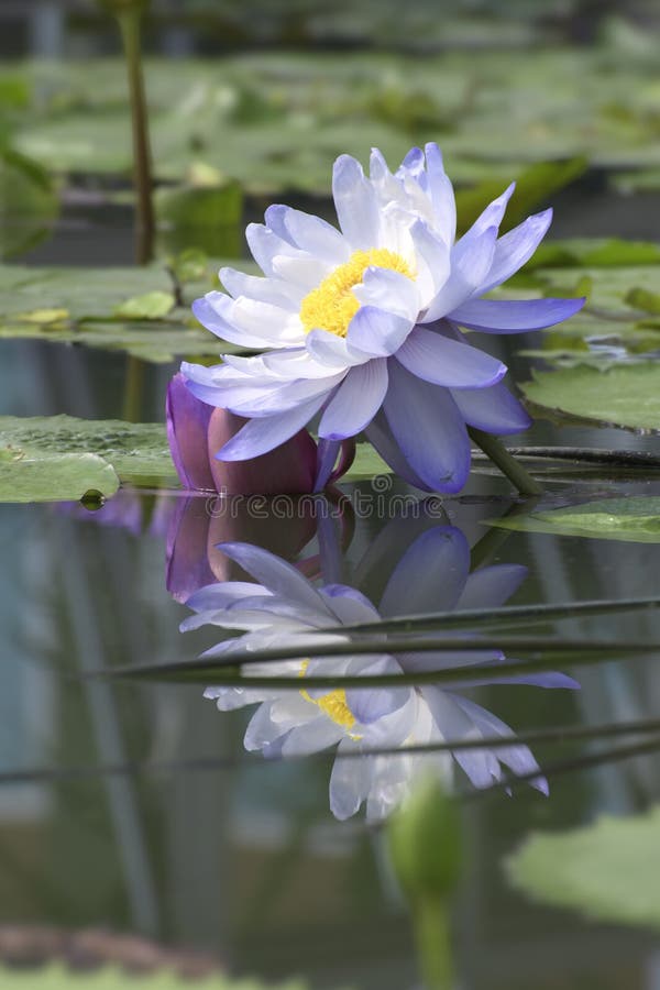 Australian Waterlily or Nymphaea Gigantea Waterlily. Stock Photo ...