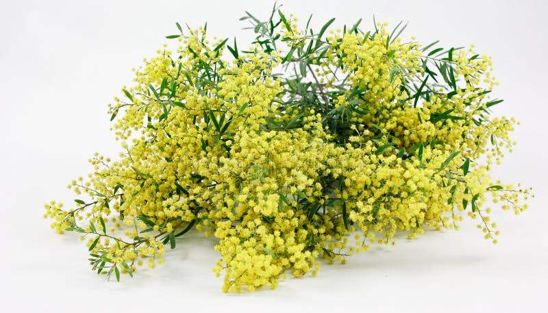Australian Wattle in Spring with Yellow Flowering Bloom Stock Photo ...
