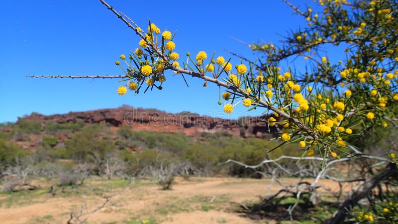 1,001 Australian Wattle Flower Stock Photos - Free & Royalty-Free Stock ...