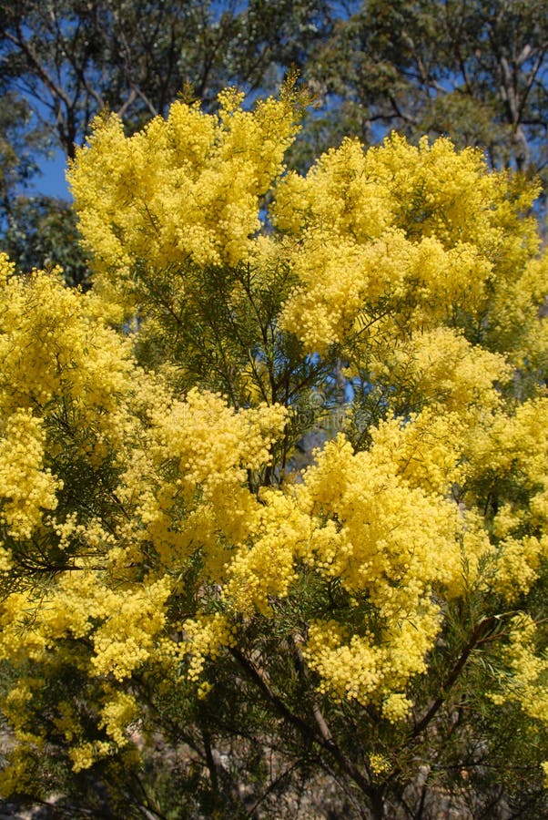 Australian Wattle in Spring with Yellow Flowering Bloom Stock Photo ...