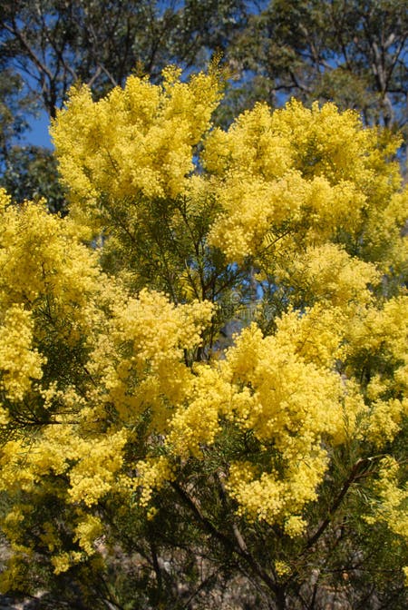 Australian Wattle in Spring with Yellow Flowering Bloom Stock Photo ...
