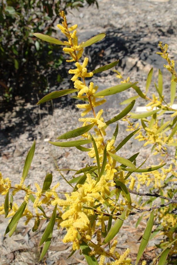 Australian Wattle in Spring with Yellow Flowering Bloom on Rock Stock ...