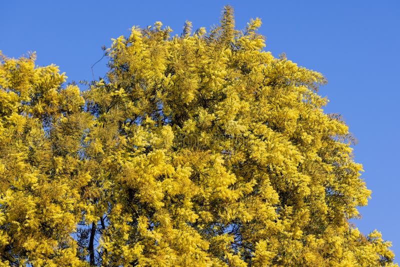 Australian Wattle Tree in Flower Stock Image - Image of australia ...