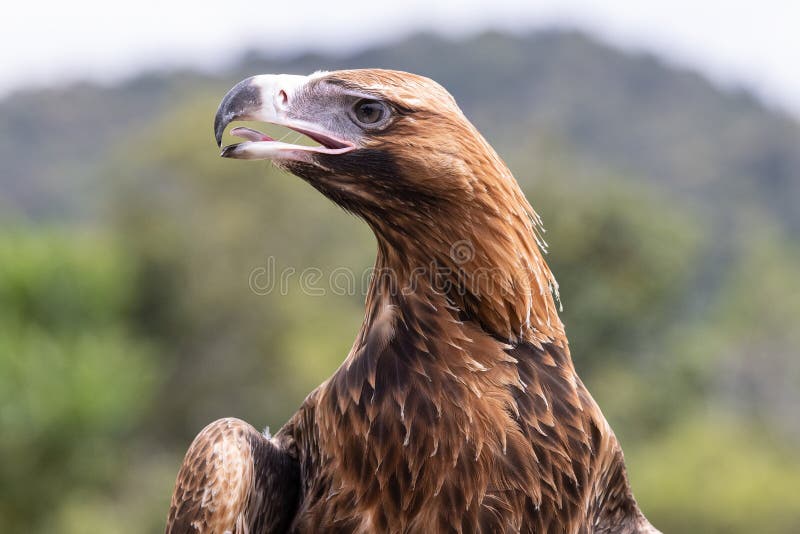 Australian Wedge-tailed Eagle Stock Image - Image of australia, close ...