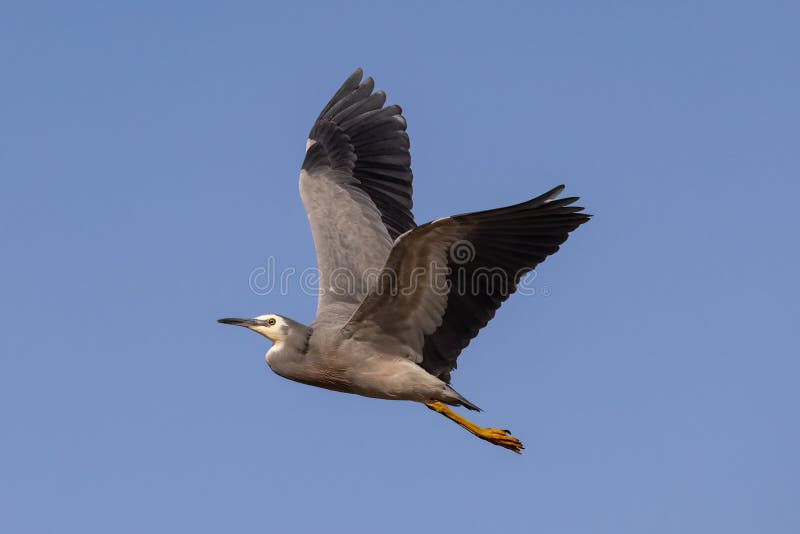 Australian White-faced Heron Stock Photo - Image of nature, bird: 318456742