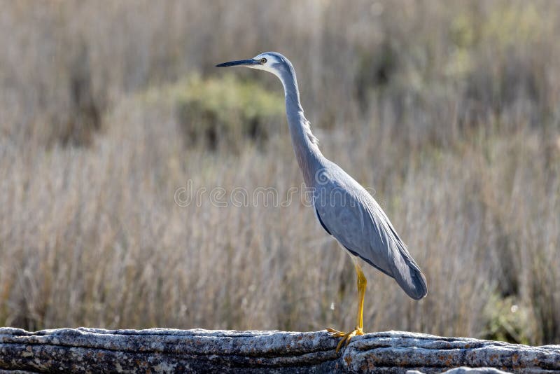 Australian White-faced Heron Stock Photo - Image of bird, blue: 318456728