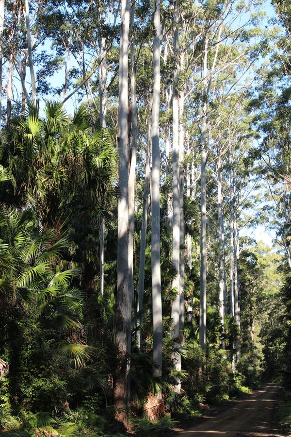 Australian White Gum Trees stock image. Image of bush - 31199795