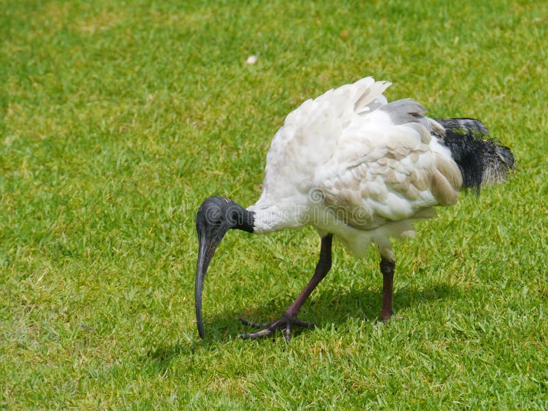 White Australian Birds in a Park Stock Image - Image of sanguinea ...