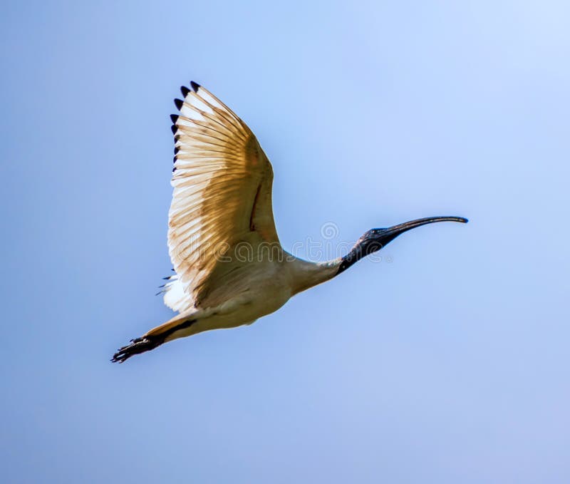 Australian White Ibis in Front of Blue Sky Stock Image - Image of ...