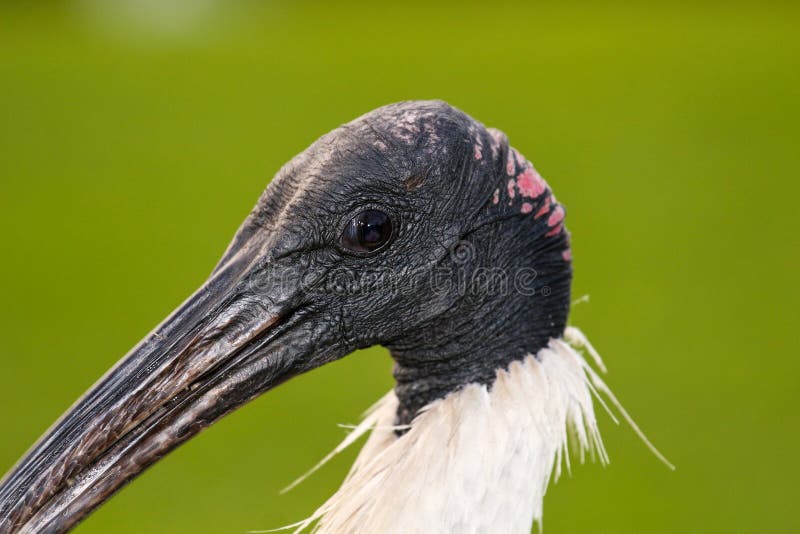 Australian White Ibis stock image. Image of detail, proud - 42488157