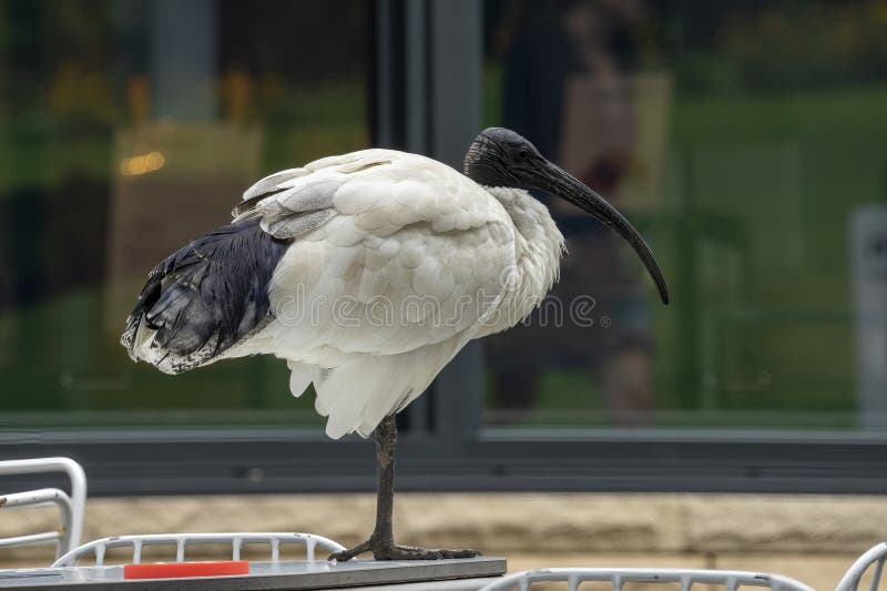 Australian White Ibis (threskiornis Molucca) Stock Photo - Image of ...