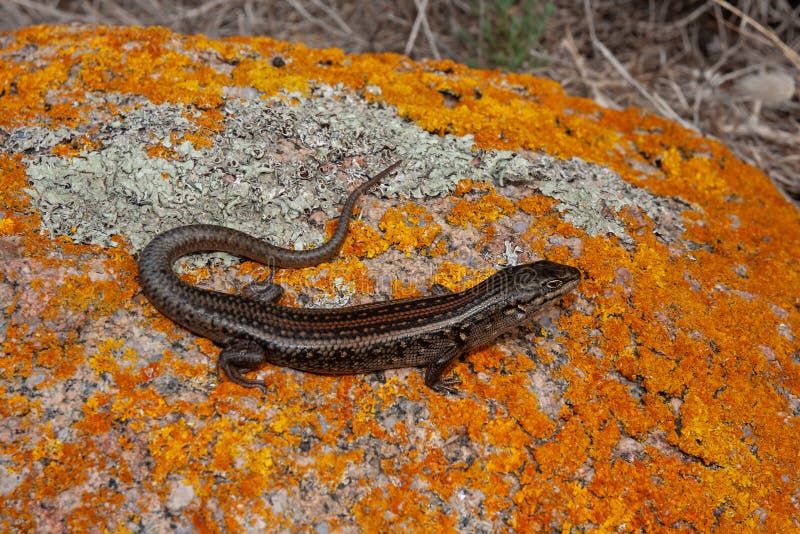 Australian White s Skink stock image. Image of wildlife - 308263551