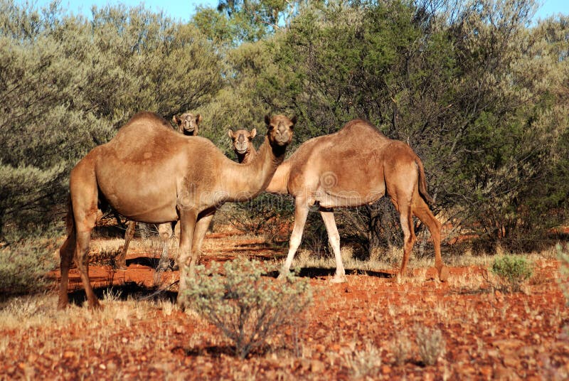 Australian Wild Camels stock image. Image of camel, soil - 11172563