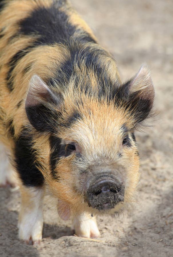 Australian Wild Pig stock image. Image of feral, baby - 49879507