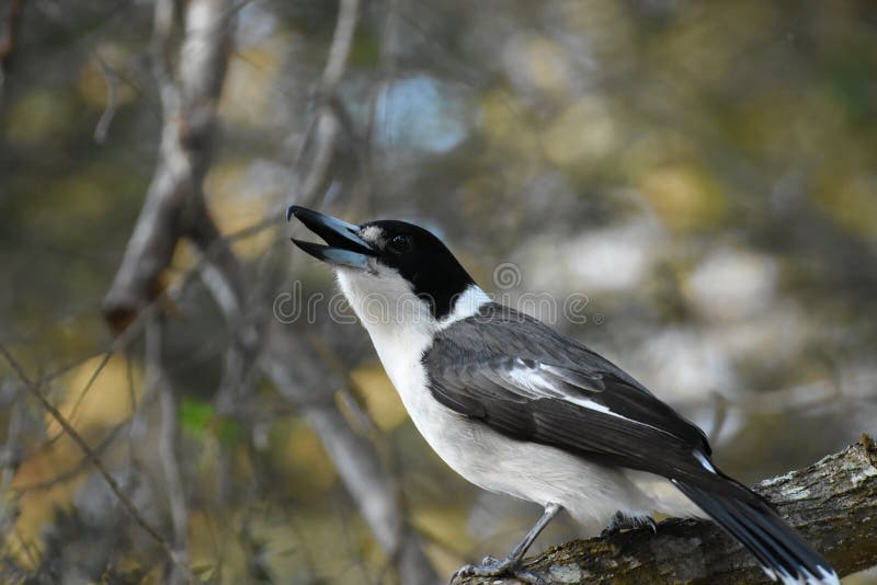 Australian Wildlife Butcher Bird Closeup in a Tree Stock Image - Image ...