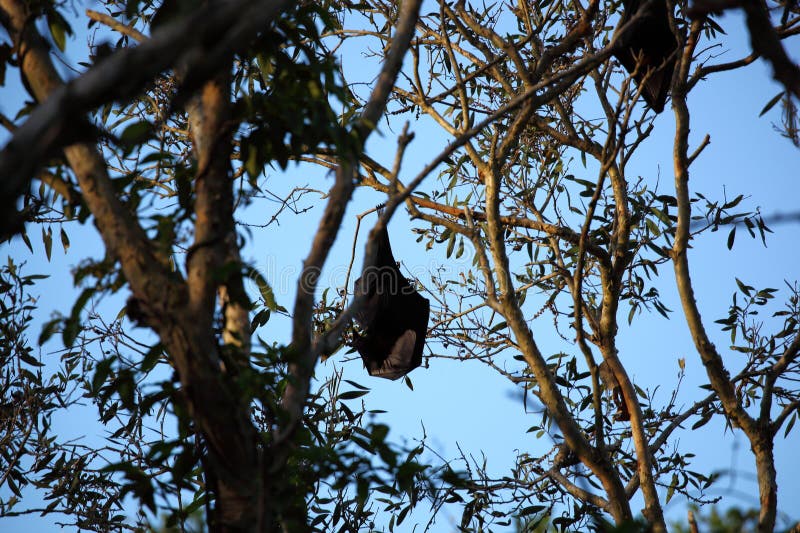Australian Wildlife Series - Black Fruit Bats Hanging in the Trees ...