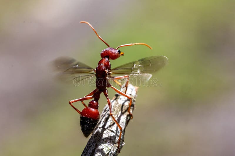 Winged Bull ant stock image. Image of wildlife, sting - 308263765