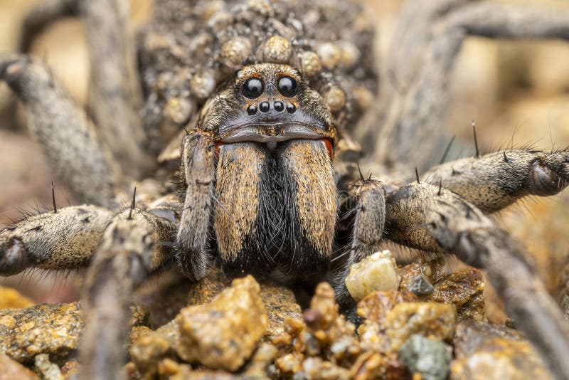 Australian Wolf spider stock image. Image of wildlife - 363531953
