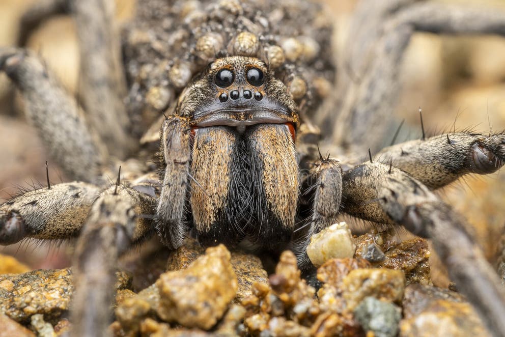 Australian Wolf spider stock image. Image of wildlife - 363531953