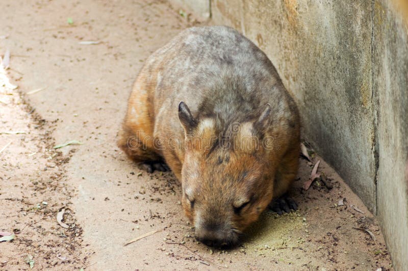 Australian Wombat stock image. Image of vombatidae, native - 20313031