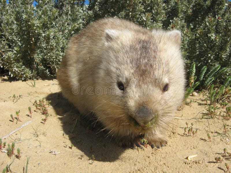 Australian Wombat stock image. Image of cute, beach, golden - 6661979