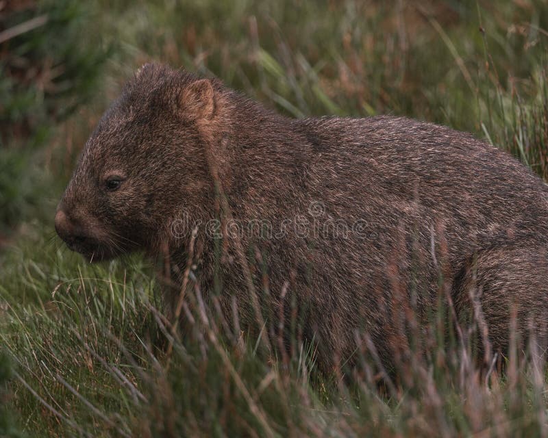 Australian Wombat in the Nature Stock Image - Image of green, animal ...
