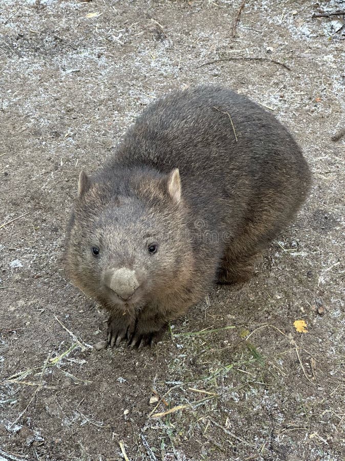 Australian Wombat stock image. Image of grumpy, creature - 267217153