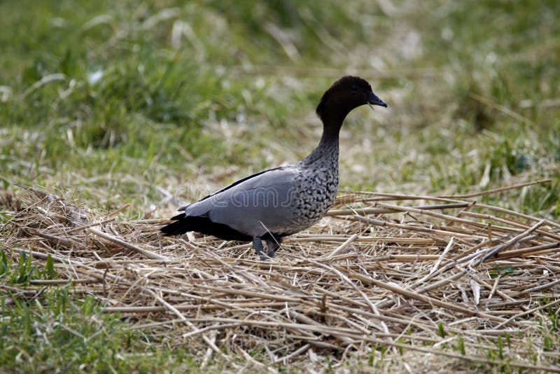 Australian Wood Duck, Chenonetta Jubata Stock Image - Image of wildlife ...