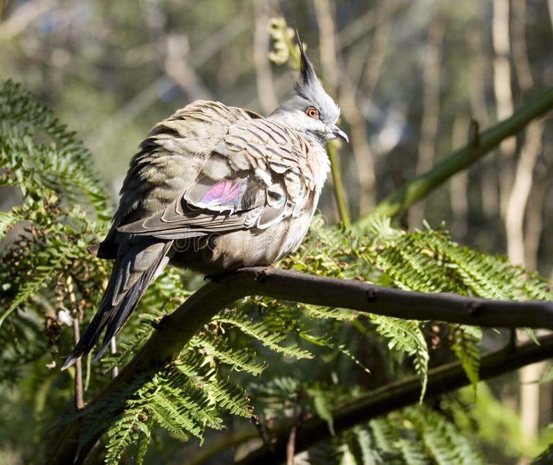 Australian Wood pigeon stock image. Image of pigeon, forest - 9165491