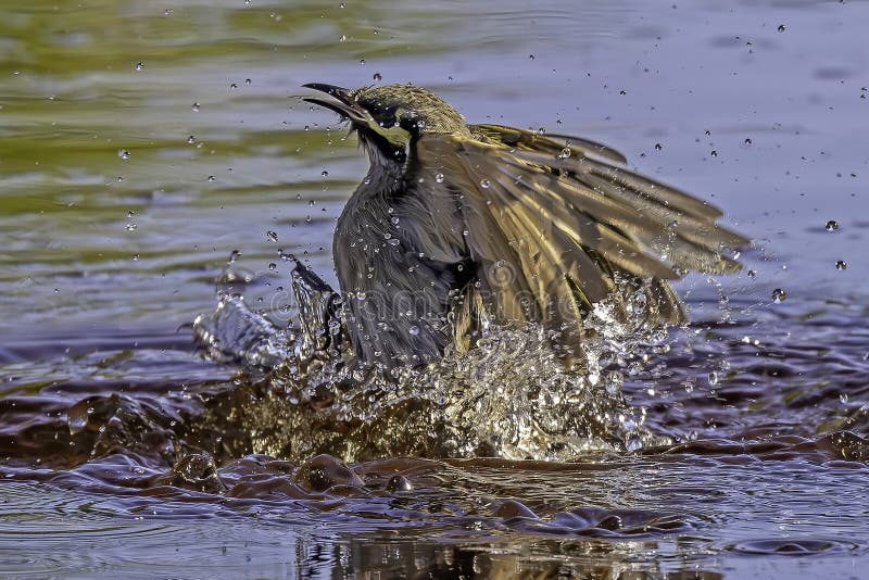 Australian Yellow-faced Honeyeater Stock Photo - Image of droplets ...