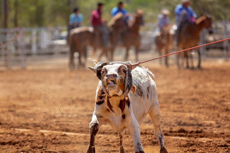 Australiano Team Calf Roping Rodeo Event Foto de archivo - Imagen de ...