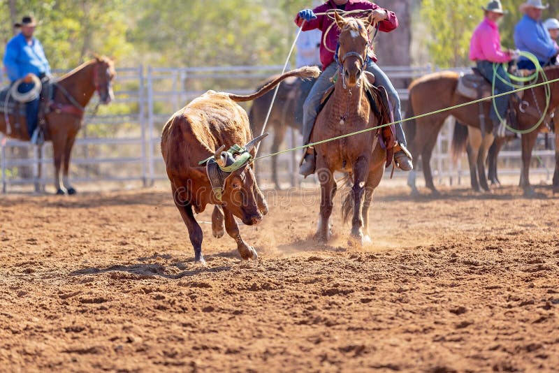 Australiano Team Calf Roping Rodeo Event Imagen de archivo - Imagen de ...