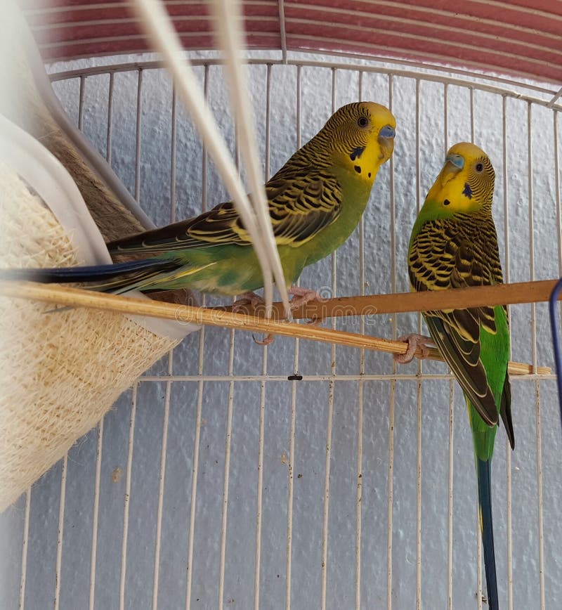 Australians parakeets stock photo. Image of bird, parakeets - 69759738