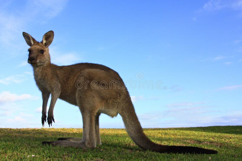 Australien känguru arkivfoto. Bild av bakgrund, fotograf - 65762618