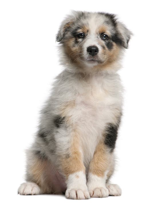 Blue Merle Australian Shepherd Valp Fotografering för Bildbyråer - Bild ...