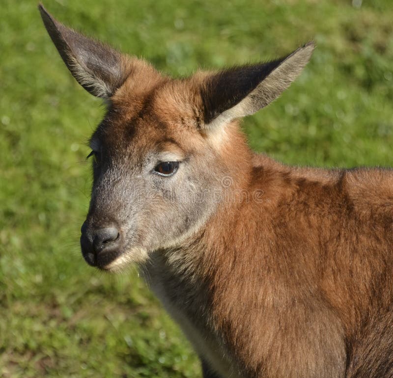 Vita vallabyer arkivfoto. Bild av unge, pungdjur, vallaby - 31435436