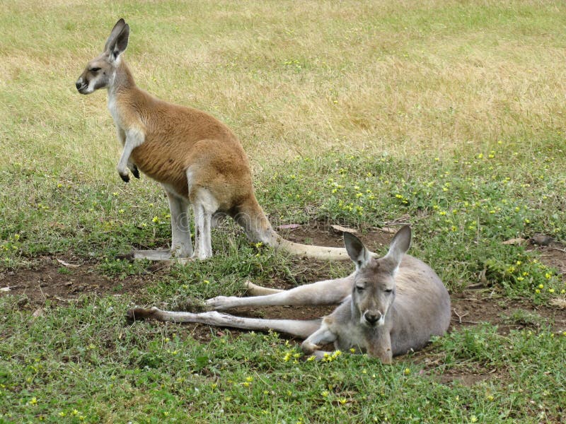 Australijscy Kangury W Trawie Zdjęcie Stock - Obraz złożonej z nowy ...