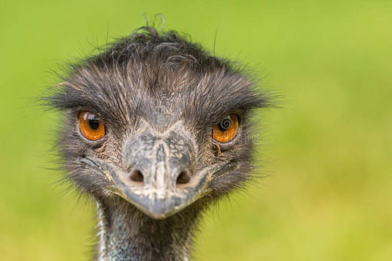 Emu Dromaius Novaehollandiae, Największy Australijski Rodzimy Ptak ...