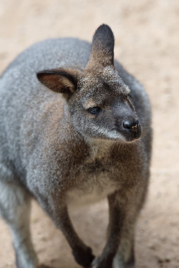 Australijski Kangura Portret Obraz Stock - Obraz złożonej z samotnie ...
