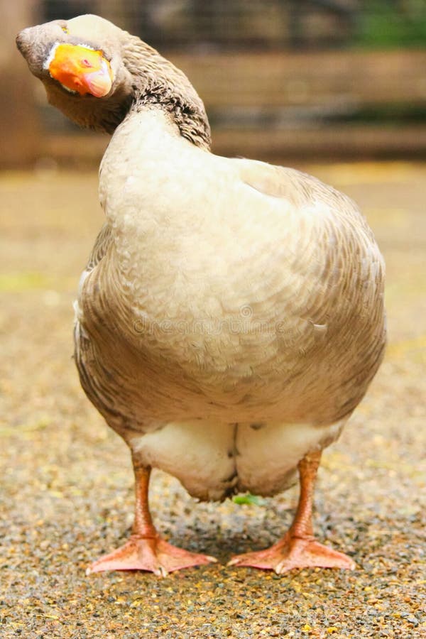 Australische gans stock foto. Image of achtergrond, dier - 97367032