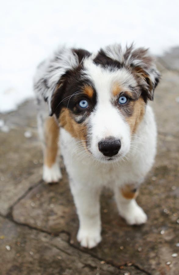 Australische Herder Puppy Dog Stock Foto - Image of enkelvoudig ...