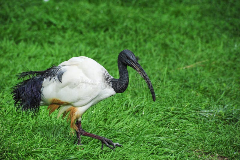 Australische Ibis - Threskiornis-moluccus Zwart-witte Ibis Van Australi ...