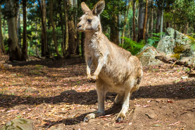 Kangoeroe stock foto. Image of leuk, wild, dier, uitziend - 81005776
